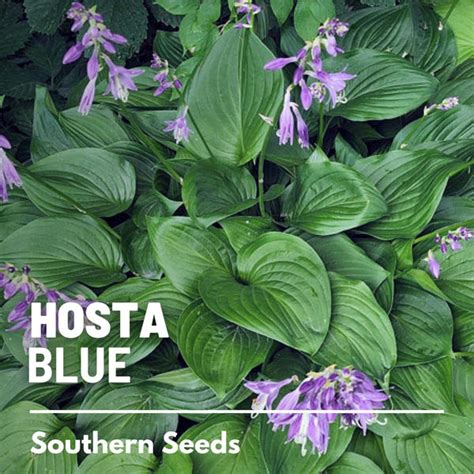 Purple Hosta Plant Etsy