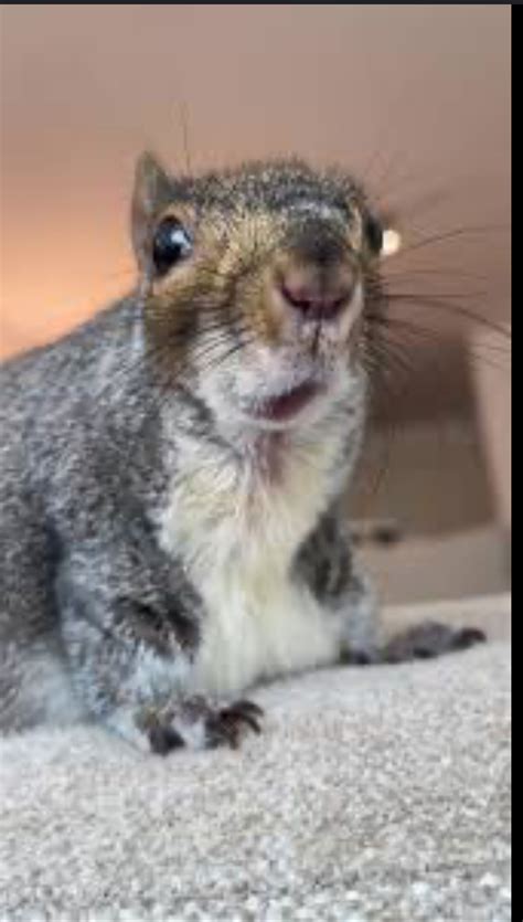 Squirrel Blank Template Imgflip