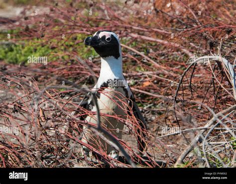 African Jackass Penguin Standing And Looking At The Camera Surrounded