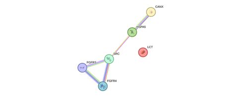 Lct Gene Genecards Lph Protein Lph Antibody