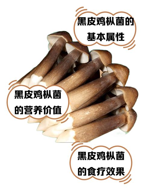 黑皮鸡枞菌