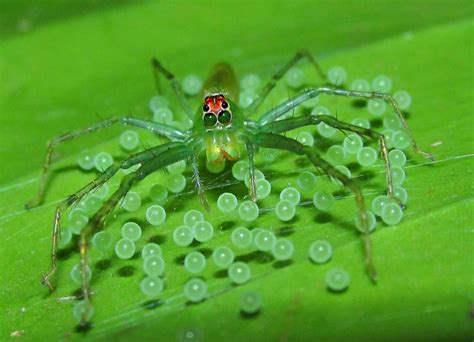 Jumping Spider Lyssomanes Sp Arachnidasalticidae With Floating Eggs