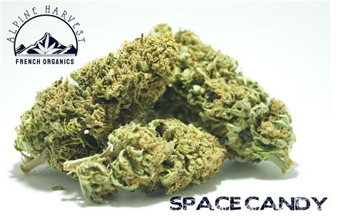 Space Candy Alpine Harvest Alpine Harvest