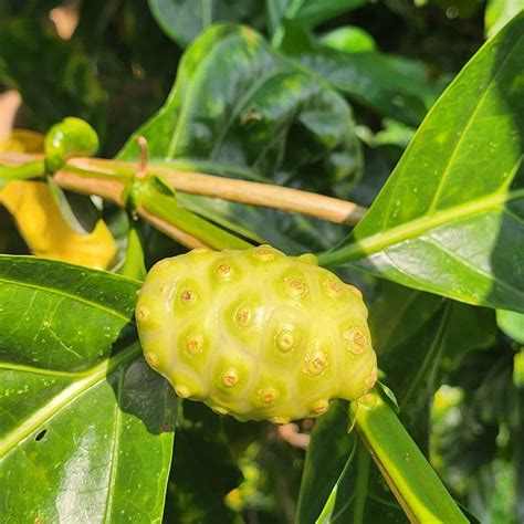 ลูกยอ สดๆ 1กิโล ปลอดสาร ไม่ฉีดยาฆ่าแมลง สดจากสวนปลูกเอง ดิบ และ สุก ทำ ส้มตำ บักยอ อาหารอีสาน