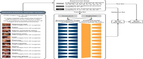 Anatomy Segmentation In Laparoscopic Surgery Comparison Of