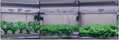 Horticulturae Free Full Text Growth Analysis Of Plant Factory Grown Lettuce By Deep Neural