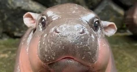 Her Name Is Moo Deng Look At Her Look At Moo Deng