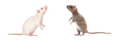 How Rat Behavior May Inform Our Understanding Of Racism Sciu