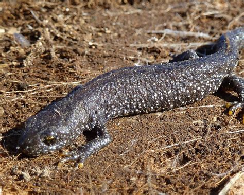 Species Spotlight National Newt Day