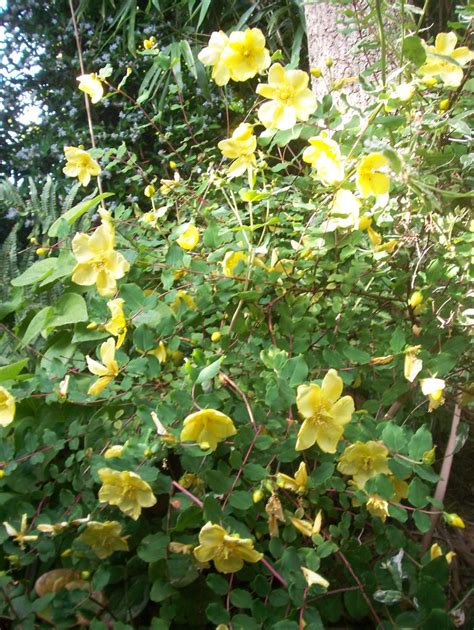 Hypericum Bellum Growing Guides