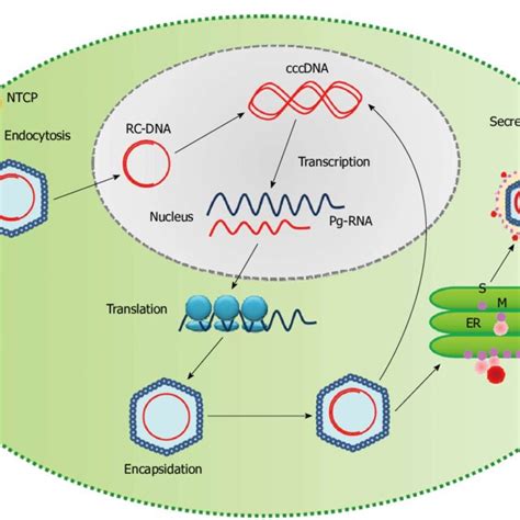 Life Cycle Of The Hepatitis B Virus Hbv Enters The Hepatocyte And Is