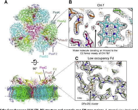 Figure 1 From Structure Of A Photosystem I Ferredoxin Complex From A