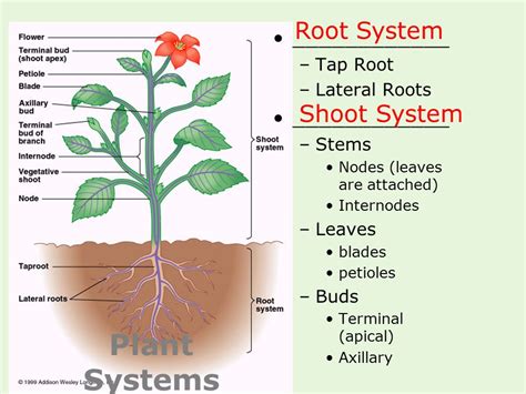 Root Systems And Soil Absorption University Flashcard Wayground
