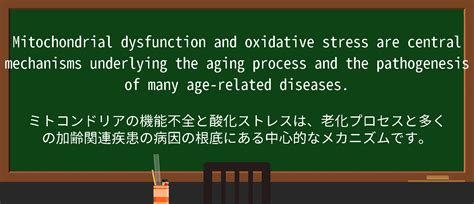 【英単語】mitochondrial Dysfunctionを徹底解説！意味、使い方、例文、読み方