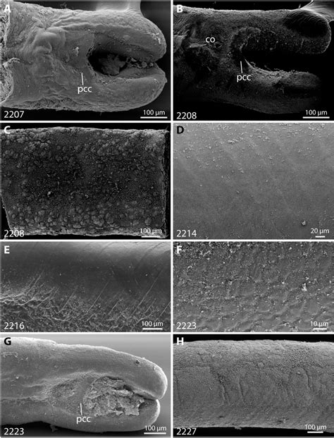 Figure 1 From Schmidt Rhaesa A 2016 The Collection Of Nematomorpha
