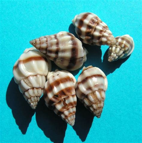 Nassarius Stolatus Gmelin 1791