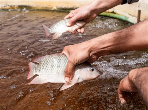 Alerta Por Bacteria Hallada En Cultivos De Tilapia En Colombia Qué