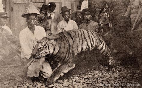 Tigers In Wonsan The Korea Times