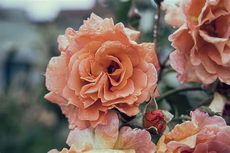 Rose Blume Busch Kostenloses Foto Auf Pixabay Pixabay