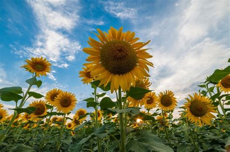 Premium Photo Beautiful Agricultural Landscape Farmland View With