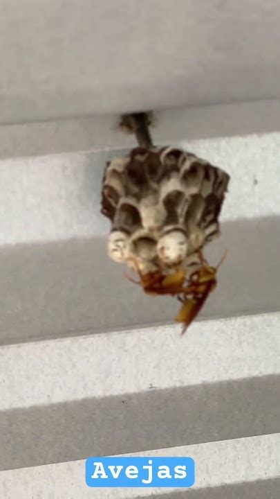 Peligro Con Las Avejas Youtube