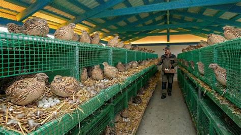 Quail Farming How To Raise Quail For Meat And Eggs Youtube