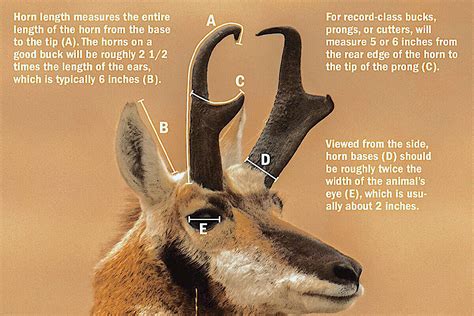 Antelope Horn Size