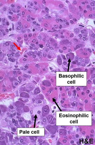 Pituitary And Hypothalamic Histology Flashcards Quizlet