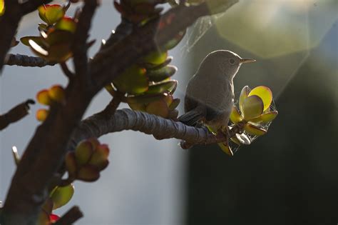 Ave Bird Pájaro Free Photo On Pixabay Pixabay