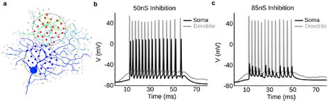 Unrealistically Strong On Path Inhibition Does Not Prevent Dendritic Download Scientific