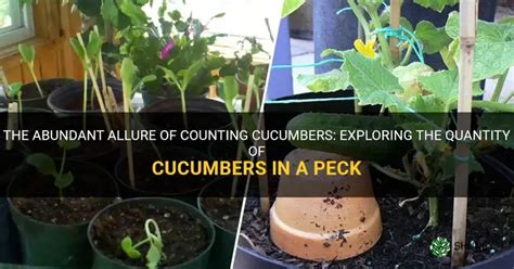 The Abundant Allure Of Counting Cucumbers Exploring The Quantity Of