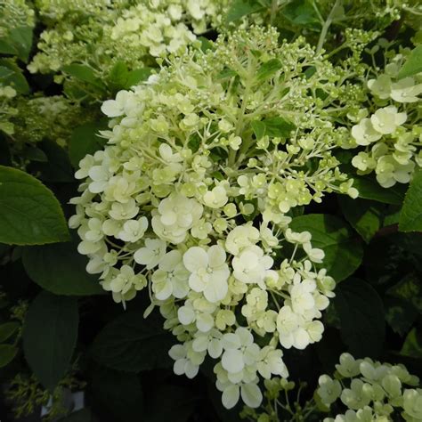 Hydrangea Paniculata Bobo Ilvobo Pbr