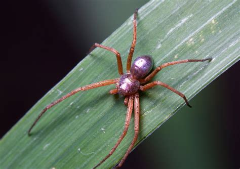 Ground Crab Spider Size Xysticus Ground Crab Spiders In Granbury Texas United