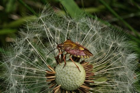 Berry Bug Insect Free Photo On Pixabay
