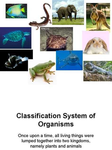 Classification Pdf Biology Taxa