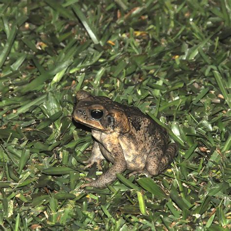 Hawaiian Invasive Species Flickr