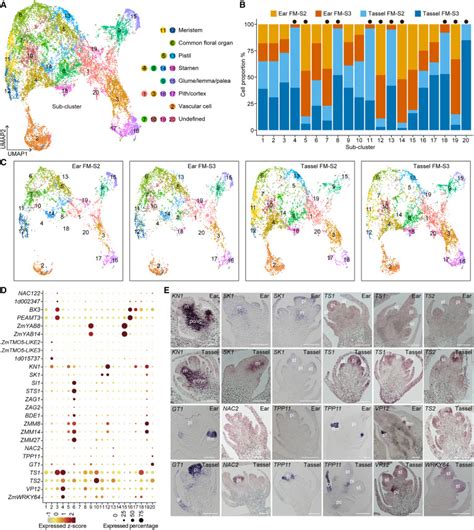 Progressive Meristem And Single Cell Transcriptomes Reveal The