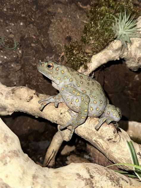 Yellow Spotted Climbing Toad R Toads