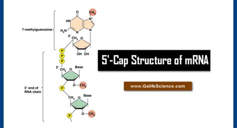 Cap Structure In Mrna Basics Structure And Its Function