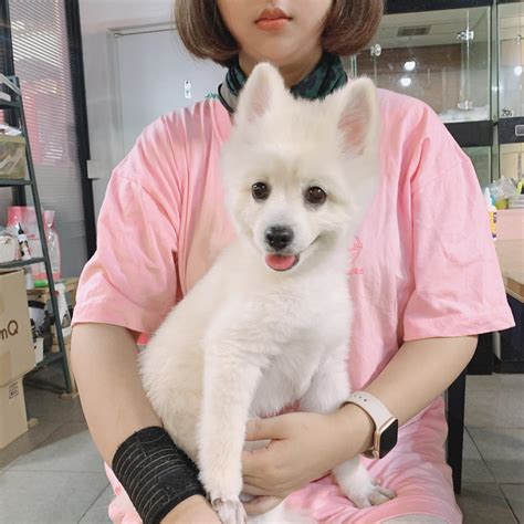 폼피츠두부 강아지 책임분양 ♥ 강아지무료분양 고양이무료분양 유기견입양 아이조아요양보호소