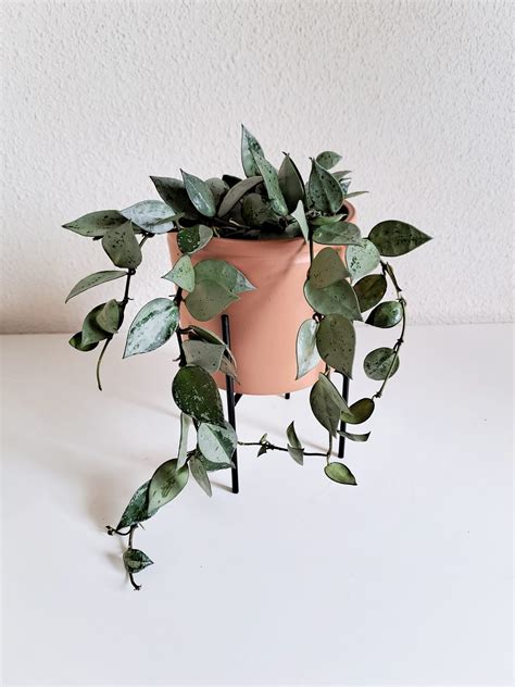 Hoya Krohniana Eskimo - Alam Tropical, tu tienda de plantas tropicales ...