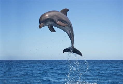 Bottlenose Dolphins Jumping Out Of The Water