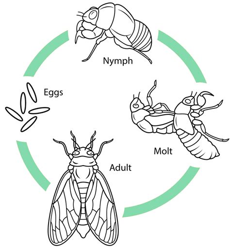 Cicada Life Cycle Diagram After Years Underground The Cicadas Have