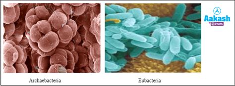 Eubacteria And Archaebacteria Examples