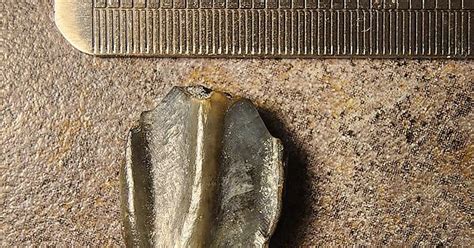 Fossil Fragment Venice Beach Fl Album On Imgur