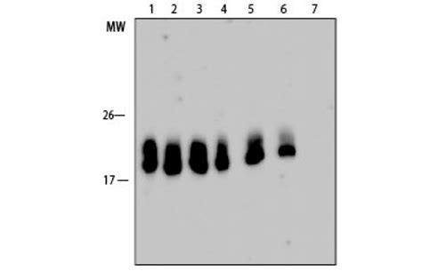 Antibody Fragmentation With Pepsin Digestion
