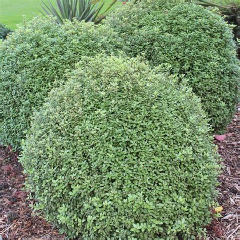 Pittosporum Golf Ball