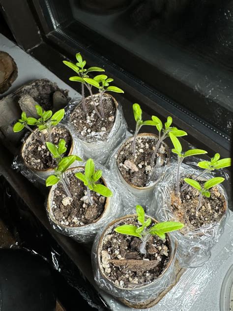 New To Tomatoes Tiny Tim Rtomatoes