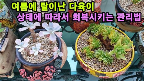 다육이♡ 여름에 탈이난 다육이 상태에 따라서 회복 시키는 관리법💓💓 Youtube