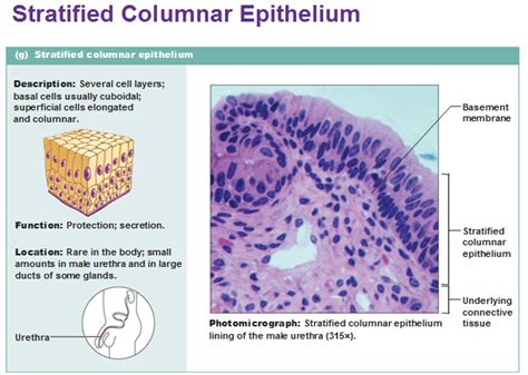 Simple Squamous Epithelium Function Location Structure Aandp Tissues Ch
